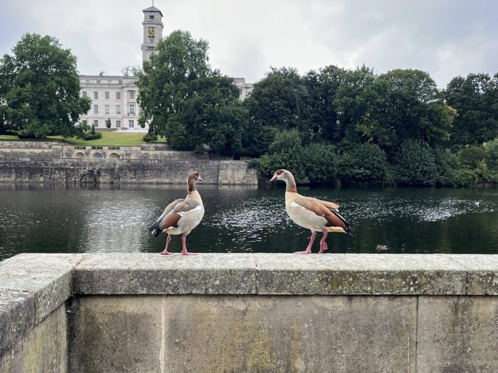 Birdwatching 2 - Visit to Nottingham University Park - 1st August 2025 ...